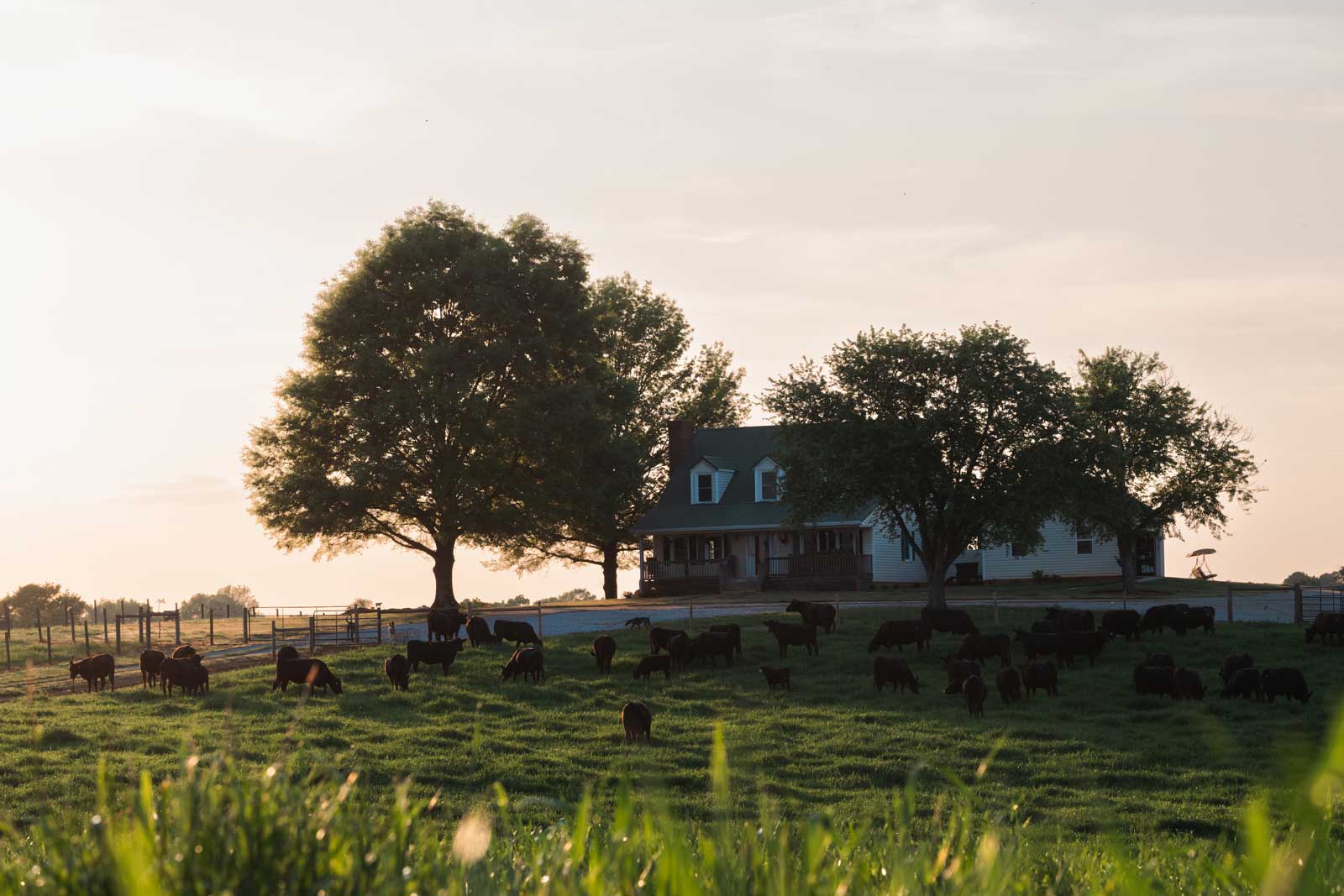 Home - Iron Pin Ranch