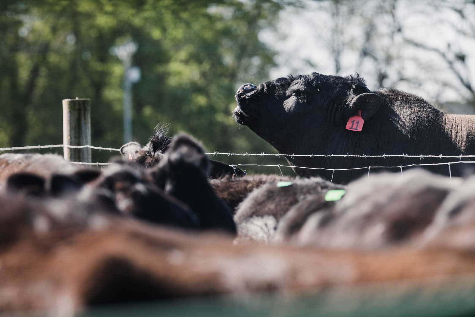 Home - Iron Pin Ranch